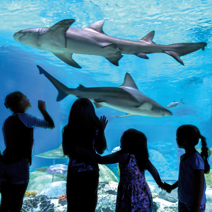 4 ways to celebrate Shark Week in metro Phoenix starting July 22