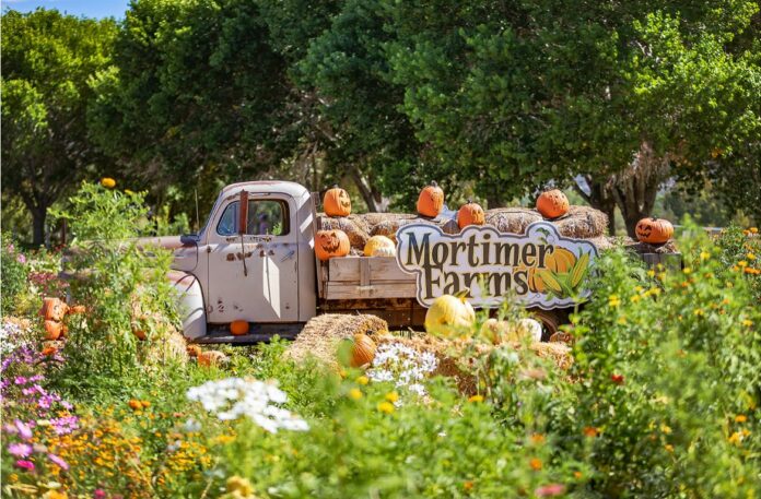 Pumpkin Patches, Halloween & Fall Events in Arizona